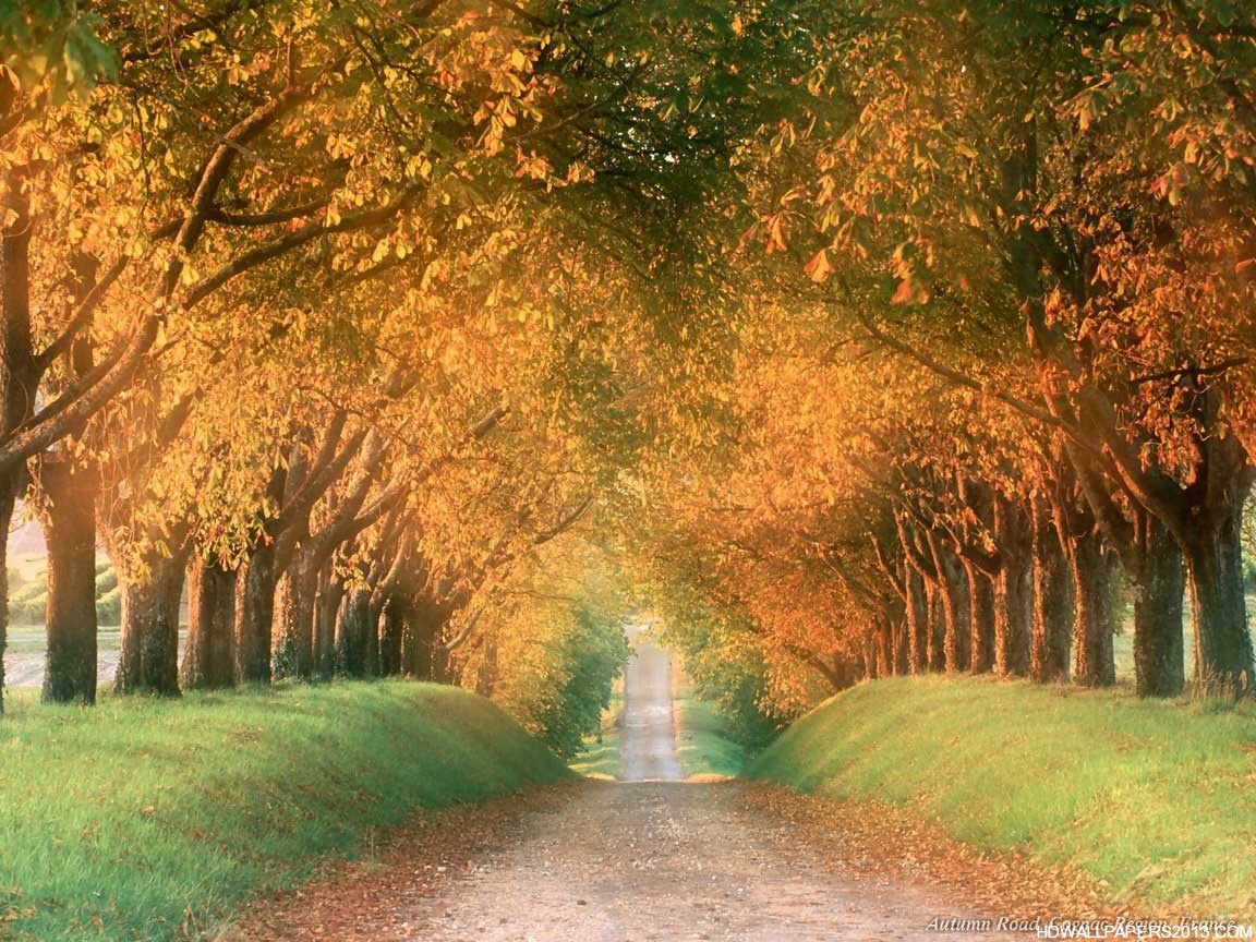 Autumn Trees And Leaves High Definition Wallpapers High Definition 