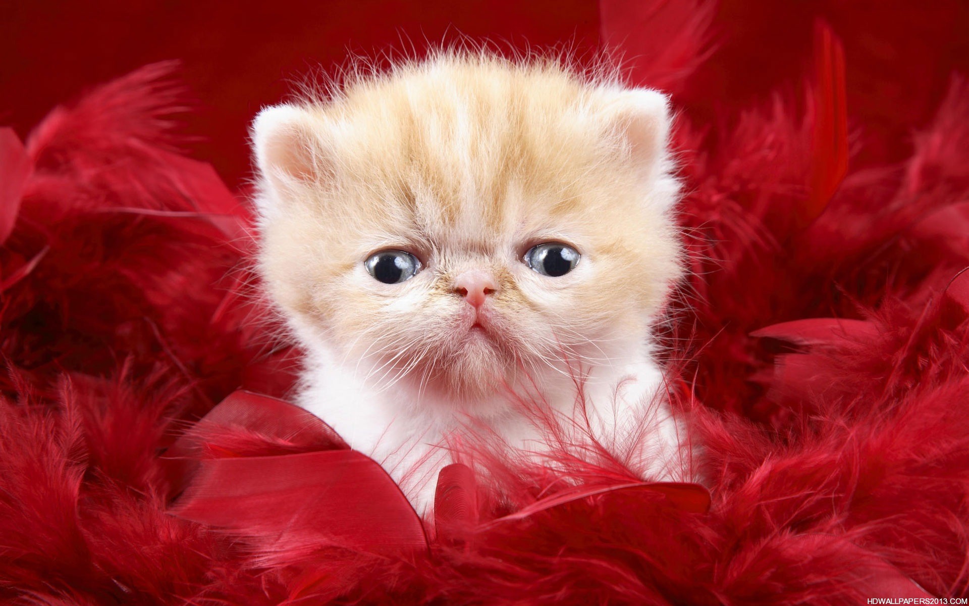 Cute Cat Wallpapers High Definition Wallpapers High Definition Cute Cat Wallpapers High Definition Wallpapers High Definition